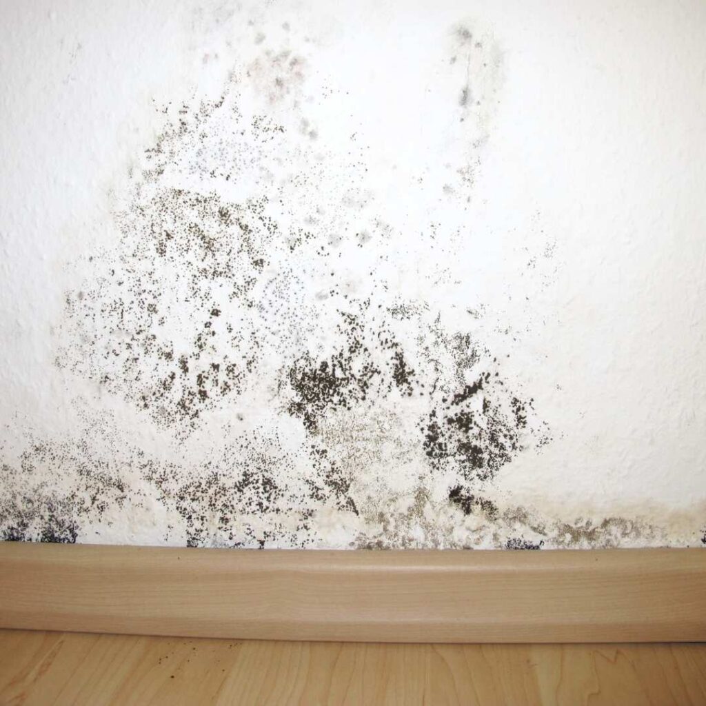 10 Telltale Signs of Mold in Your Home: A Guide for Jacksonville ...